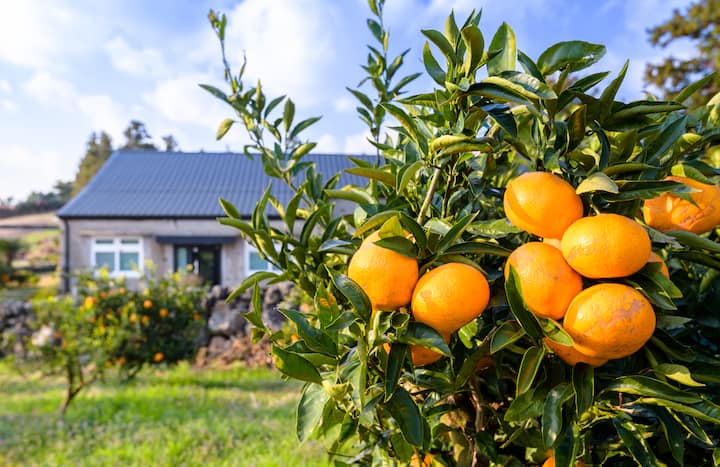 Patio 애월 (제주 씨크릿 돌집, 오직 한 팀, Private Place) - Jeju