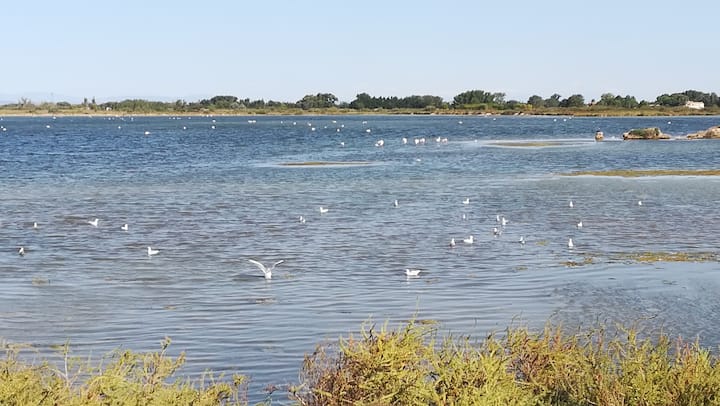 Studio Dans Résidence Avec Piscine - Port Camargue
