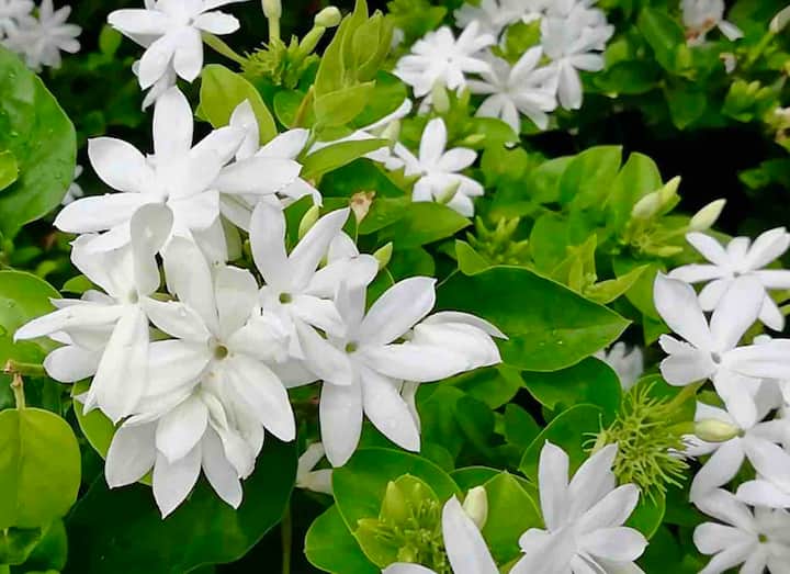 Jasmine At Casa Tre Fiori - Cruz Bay