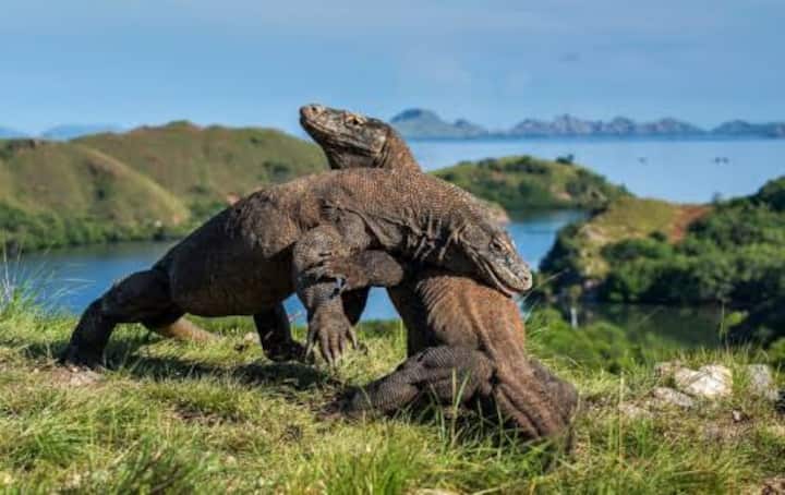 Komodo Cruise Charter - Labuan Bajo