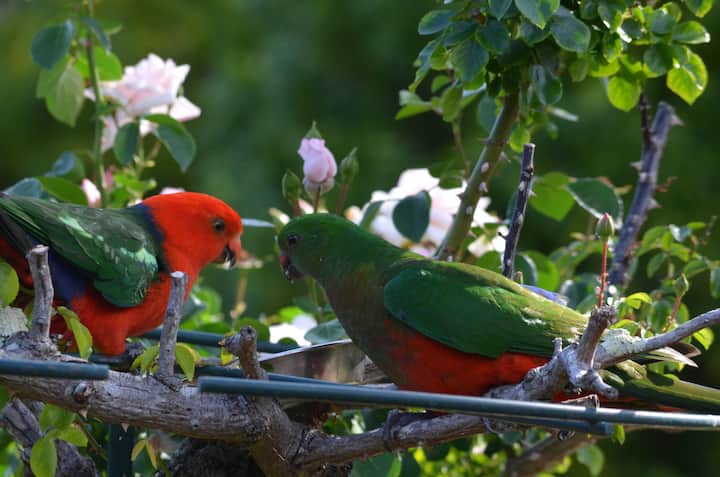 Longreach Farm Stay - Nowra