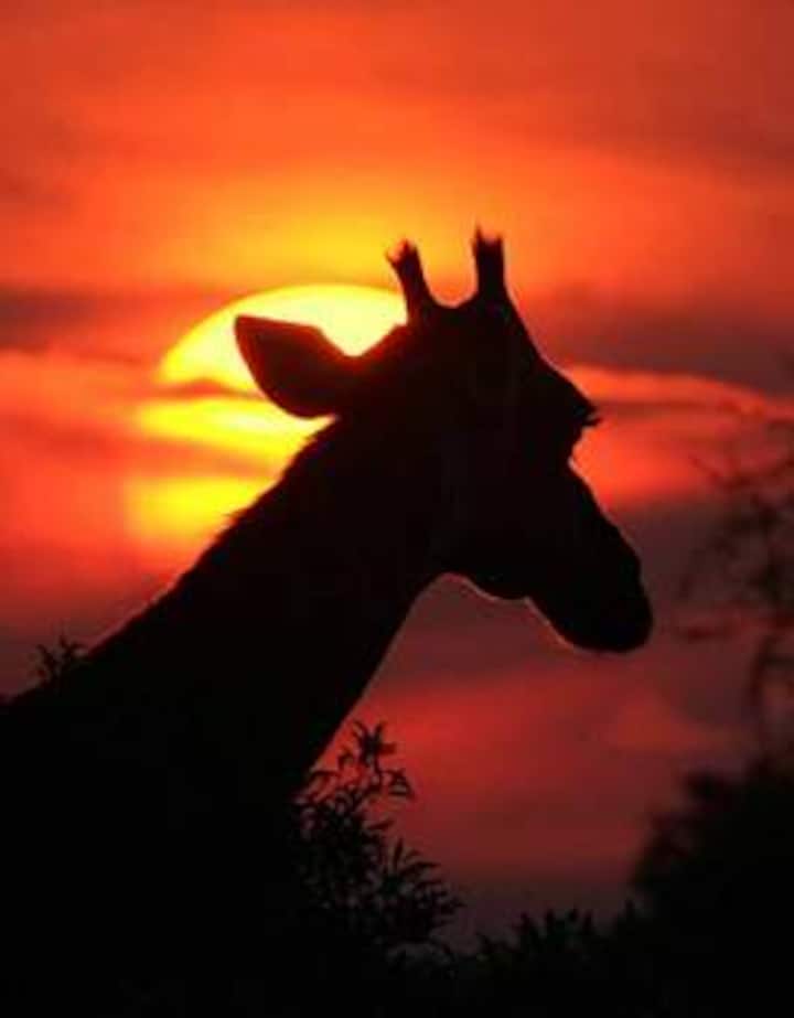 Kruger National Park Chalet - Burchells Bush Lodge - Skukuza