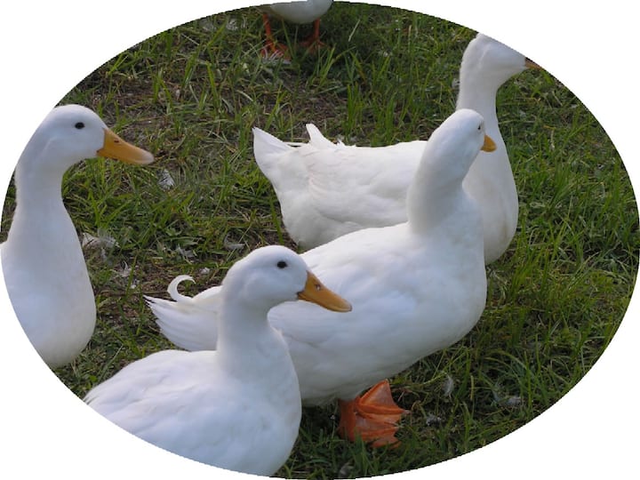 Walk To Village  Sunroom  Pool & Pets - St. Simons Island, GA