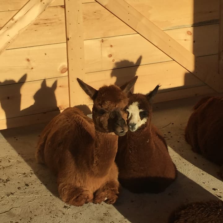 Alpaca Your Bags & Stay On A Working Alpaca Farm! - Prince Edward