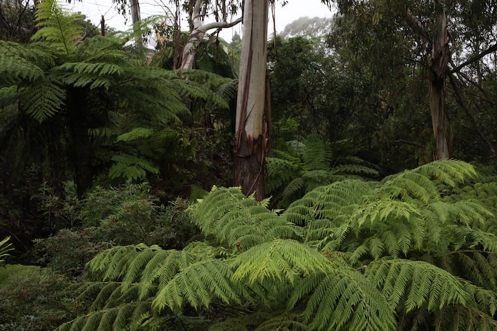 Silvergum - Katoomba