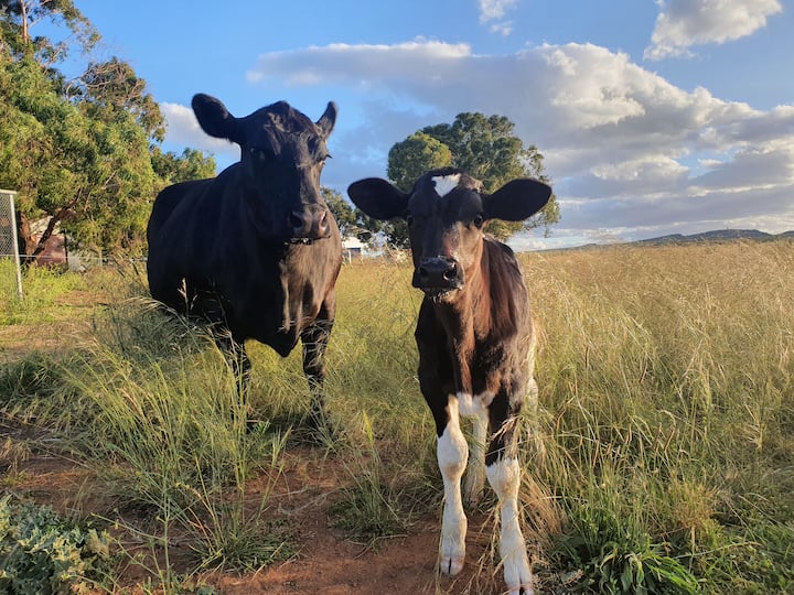 Top 8 Farm Stays Near Canberra, Australia - Updated 2025 | Trip101