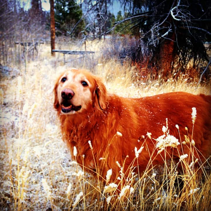 Boe's House! ~ Pets Welcome - Keystone, CO
