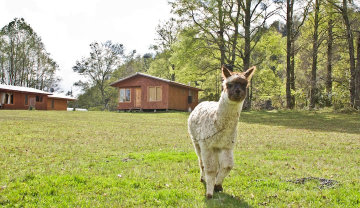 "Predio El Culco" Agrotourism - Puyehue
