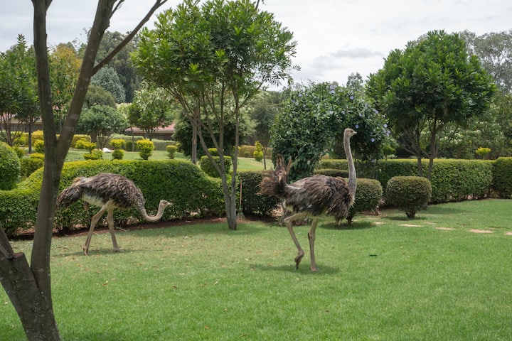 5 Best Ranches To Stay In Laikipia County, Kenya | Trip101
