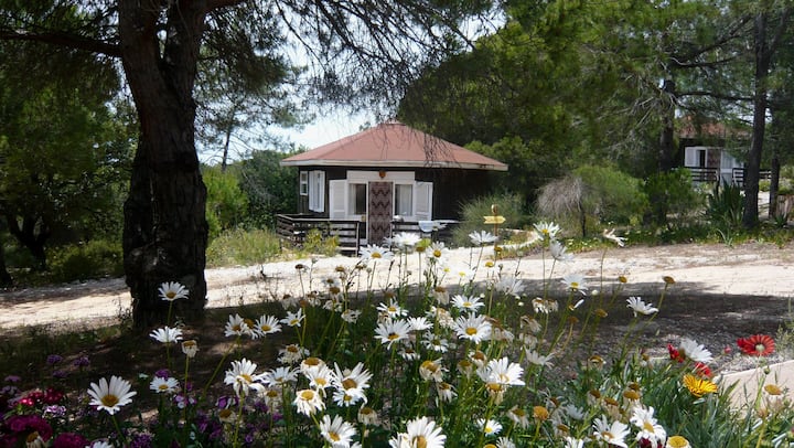 Breathe In Pines & Oaks Nature At Rondette No. 1 - Almancil