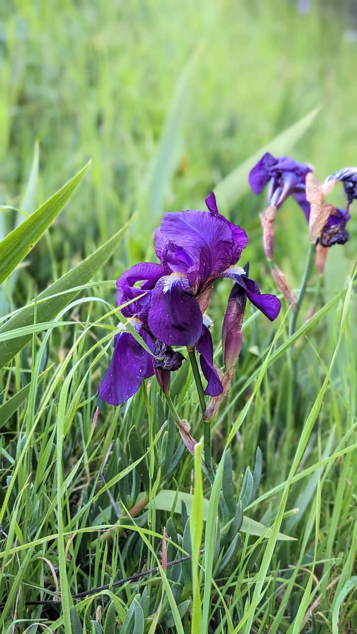 Private Home, Orchard & Garden - Watsonville, CA