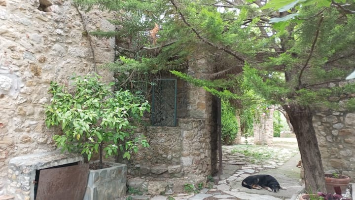 Home X Más Palau - Figueres