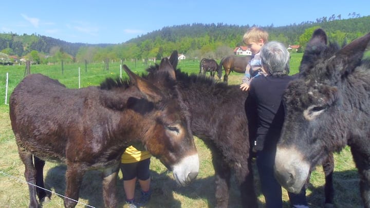 20 Mn St Dié/gérardmer, Gite Nature , Ferme Bio - Vosges