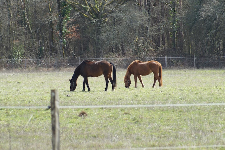 Domaine De Malgarni Maison D'hôtes 3 Chambres - Cher