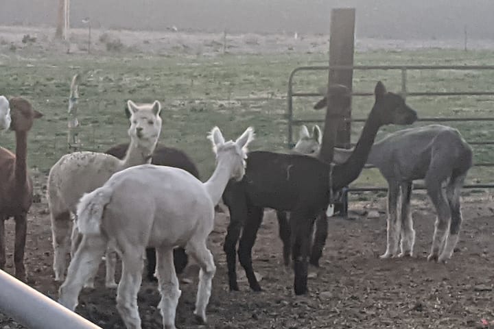 Loa's Farm Get Away With Family By Capitol Reef - Utah