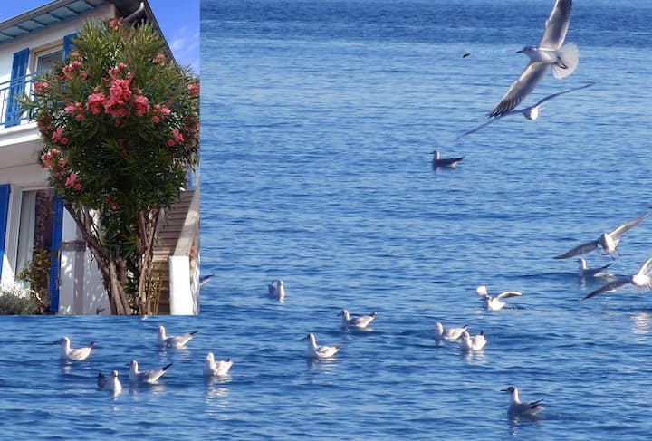 3-pièces Dans Maison Avec Jardin Et  Parking - Antibes