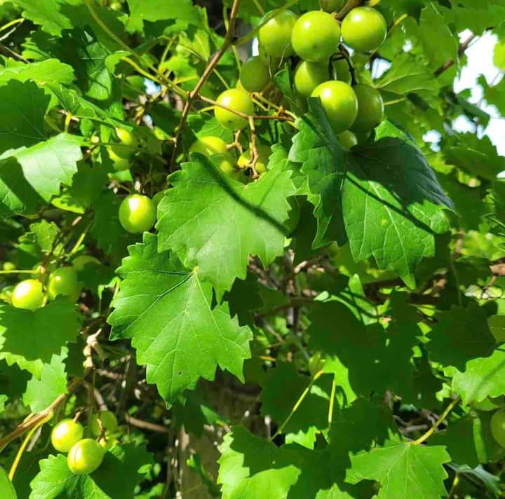 Carbon Neutral Vineyard Home — 3 Bdrm On I-95 — - Colleton State Park, Walterboro