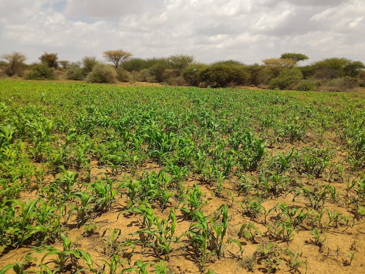 Hargeisa Farm Stay - Somalia