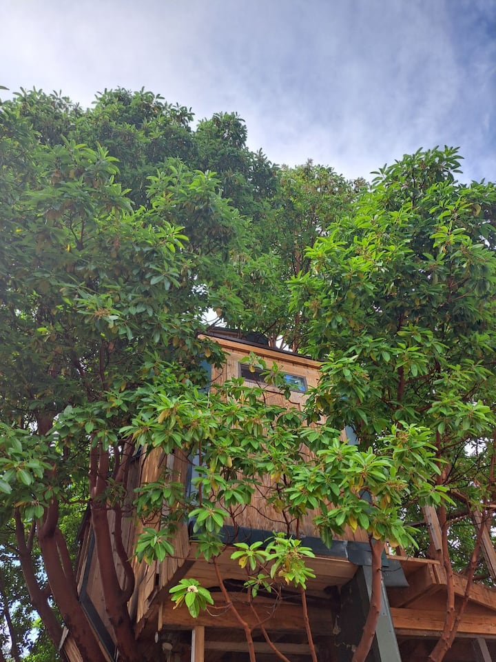 Tree Top View - Collins Lake, Browns Valley