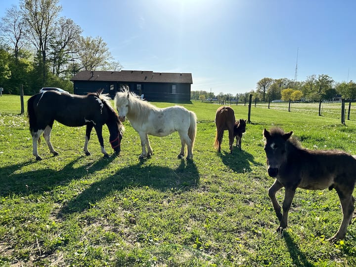 Farmhouse With Horses, Highland Cows, And Flowers. - Fort Wayne, IN