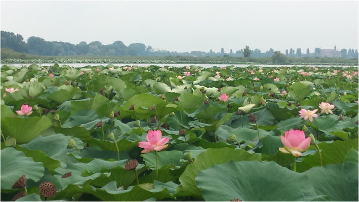 Ad Un Passo Da Mantova - Mantua