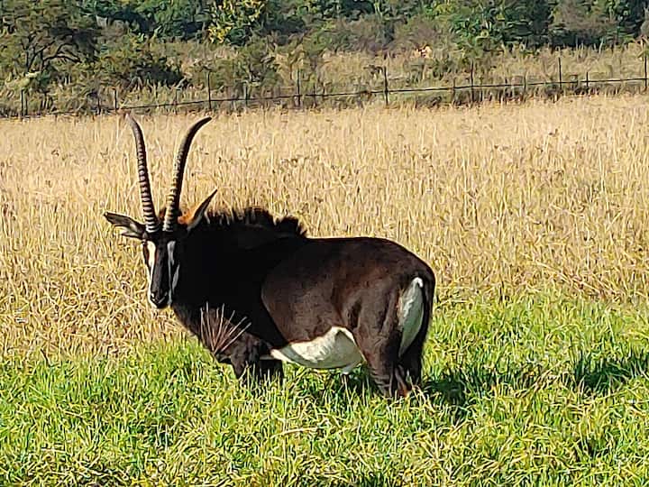 Farm Space With Bush Experience And Friendly Commu - Pretoria