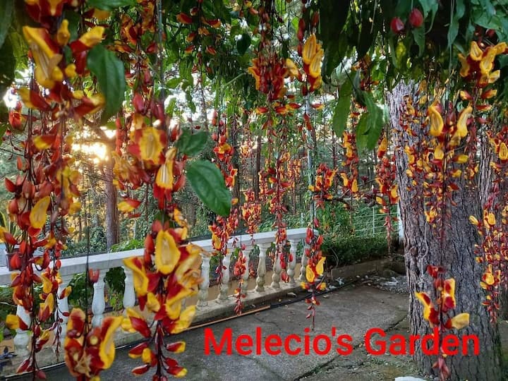 Melecio's Home 3rd Unit
By Hero's Booking Service - 碧瑤市