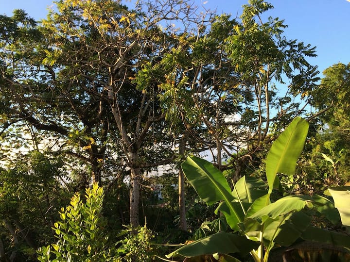 F3- Au Coeur De La Verdure Du Lamentin - Martinique