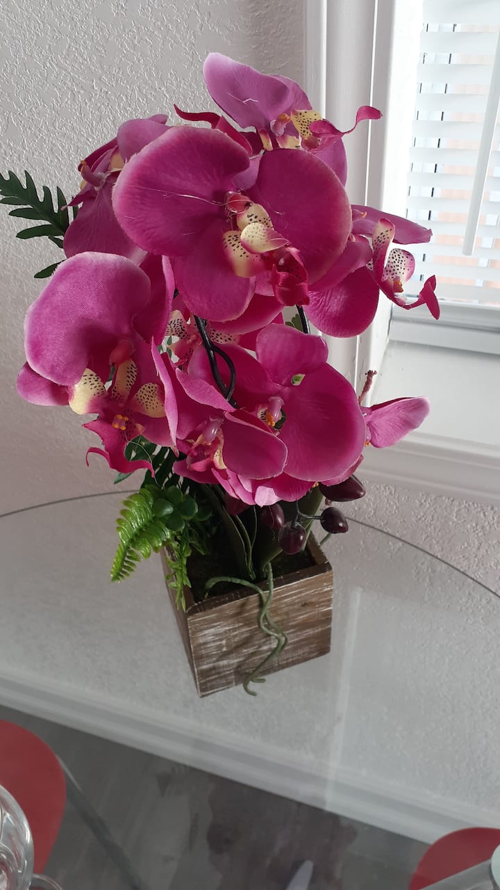 Suite De Paris #1 - Tampa, FL