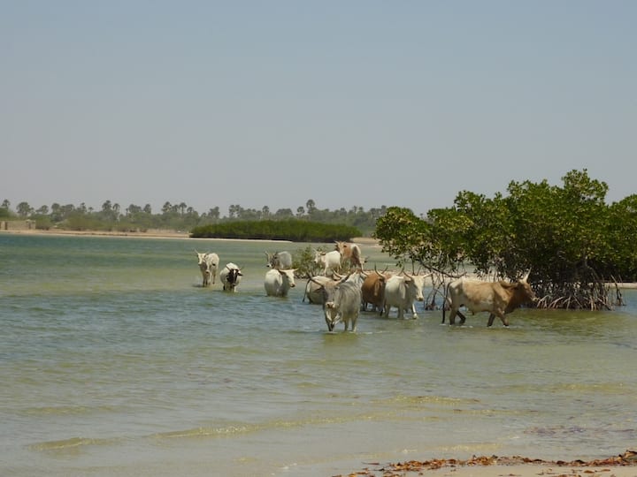 SUR L ILE DE MAR LODJ MAISON PIED DANS L EAU - Maisons à louer à Mar ...