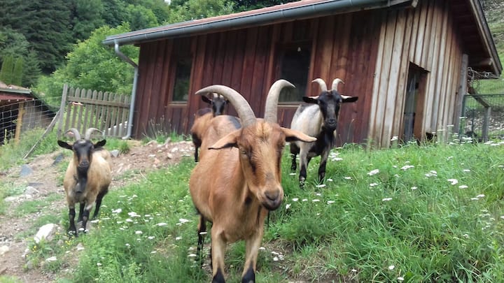 Gîte à "L'orée De La Forêt"/# Val D'argent - Sainte-Marie-aux-Mines