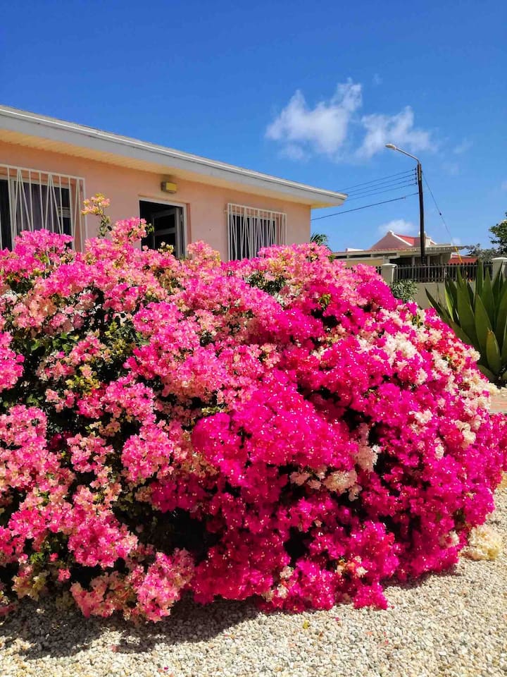 Beachhouse/w. Pool -10/15 Min. Walk To The Beach - Aruba