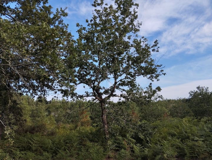 Logement Au Calme Vue Foret - Marcheprime