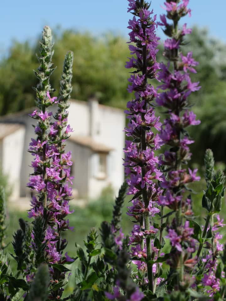 La Maison De Flo, Gîte En Provence - Carpentras