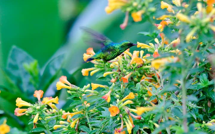 Hummingbird Garden And Coffee Farm - Fusagasugá