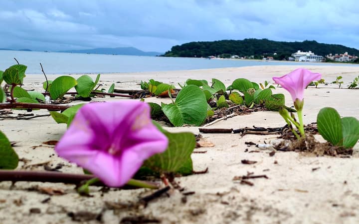 Maiorcatriplex 5qtos Pé'nareia Piscina Tennis Acad - Florianópolis