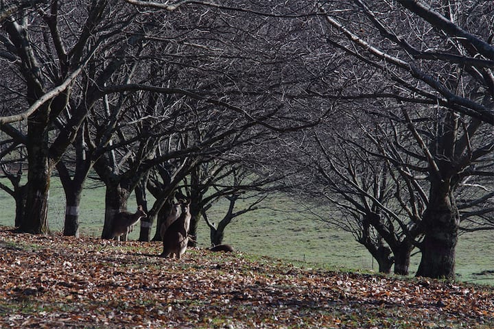 Little Farm House - Beechworth