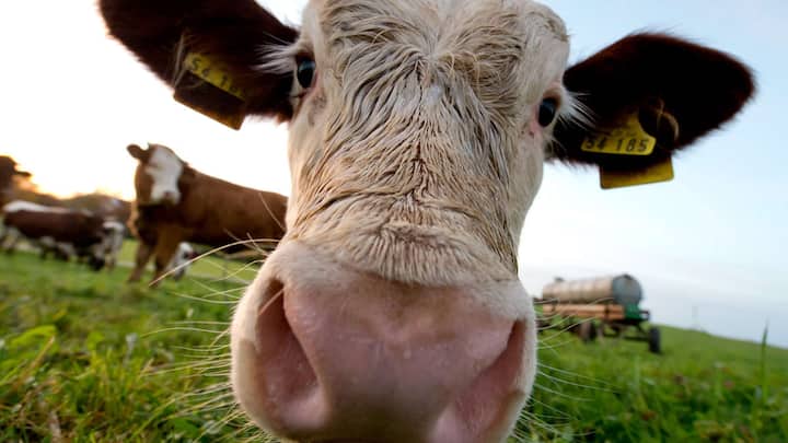 Haus 'Kuh Ella' - Peitz