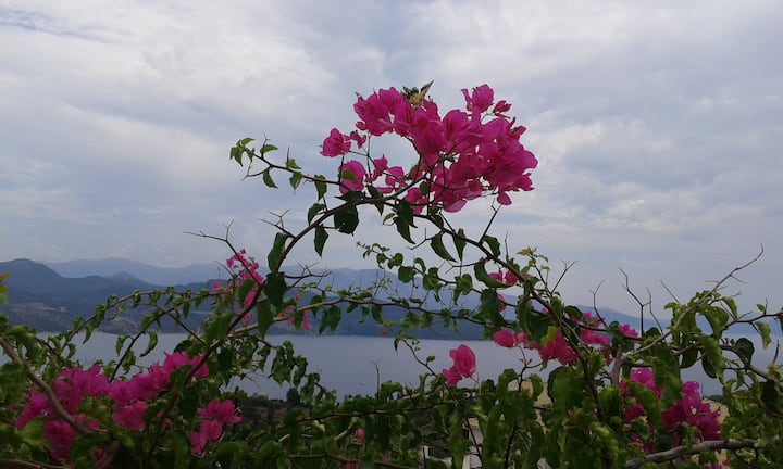 Voukamvilla - Lefkada