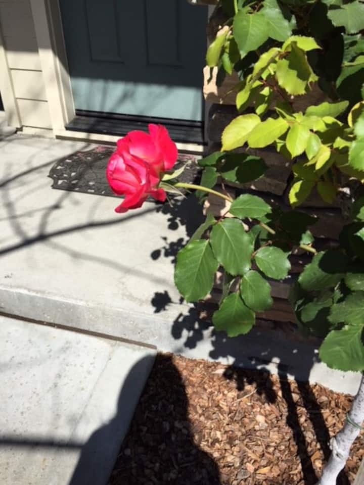 Sunny, Bright, Veggie Garden, Fruit Trees - Walnut Creek, CA