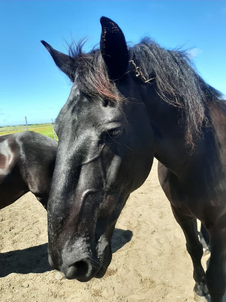 Gezellige Pipowagens!bij Het Strand Van Denhelder! - Den Helder
