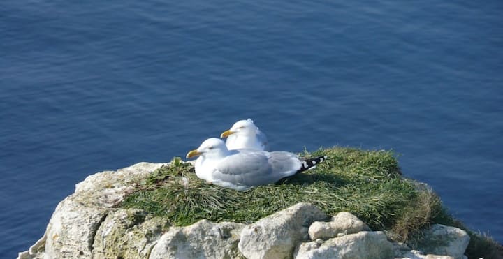 Le Nid Du Géland, A Cozy Little Studio Close To The Beach! - Étretat