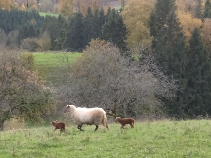 Schöner Bio-bauernhof: Hofgemeinschaft Heggelbach - Stockach