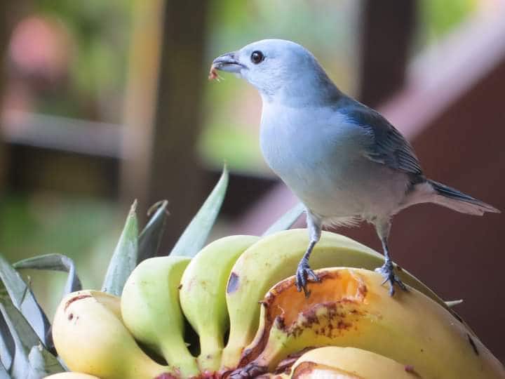100 Meters From The Beach Lovely Tropical Studio - Puerto Viejo de Talamanca