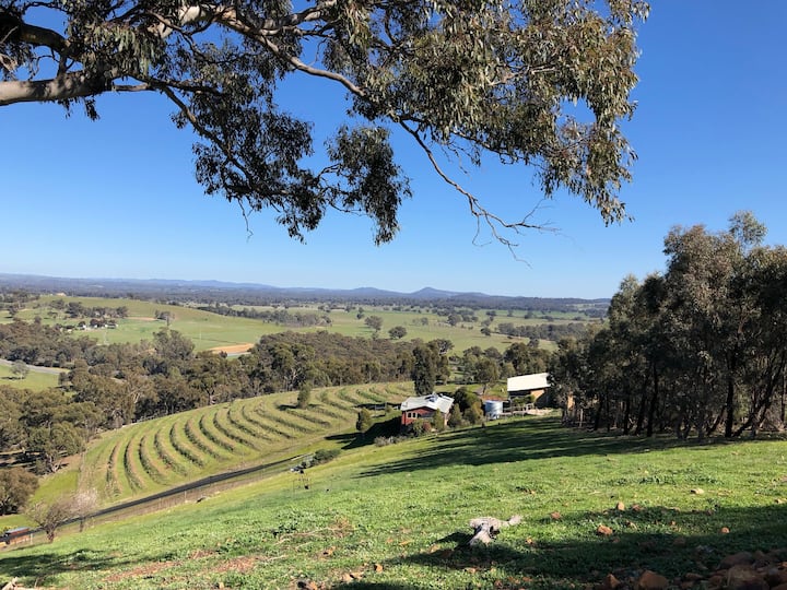 The Shack At Blue Tongue Berries - Seymour