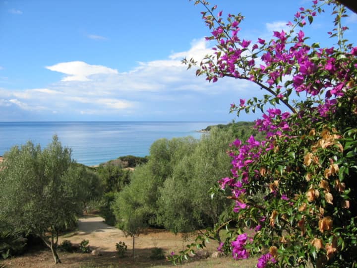 Altagna - Plage d'Olmeto