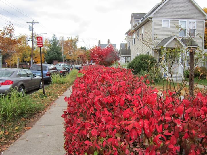 Two Bedroom House Next To Yale - New Haven, CT