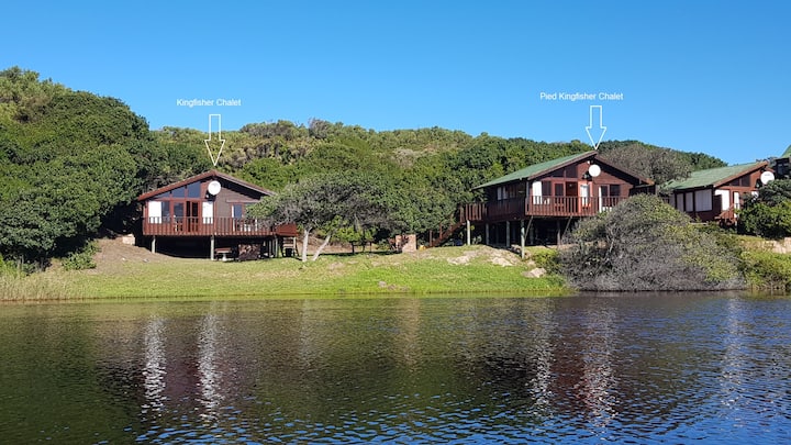 Pied King Fisher  No1b, Pirates Creek, Wilderness - Wilderness