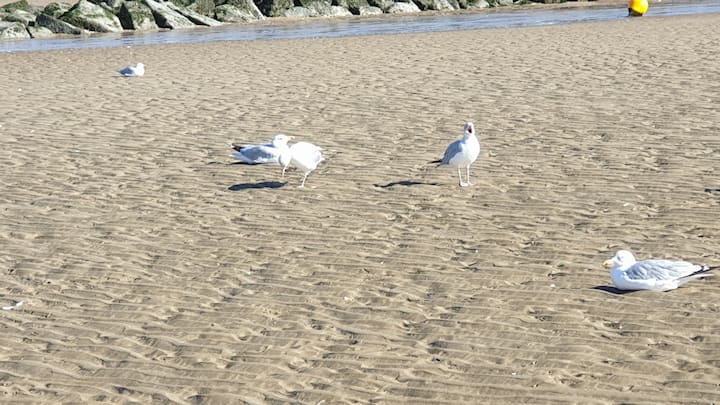 T2 De Rêve à Cabourg Entre Thalasso, Golf Et Plage - Cabourg