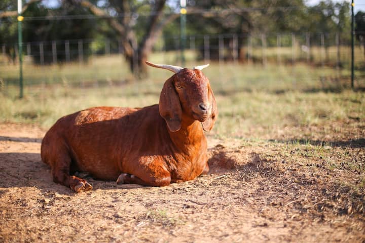 The Farmhouse At Rhineland Farm. Farm Stay. - Fossil Rim Wildlife Center
